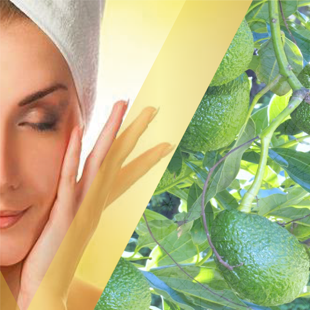 Avomed - Avomed - תרכובת ביו-אקטיבית מגרעיני אבוקדו